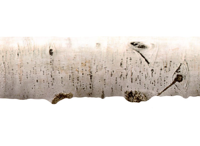 Birch Tree Look Wallpaper Border 4 Inch, Nature Inspired Abstract Wall ...