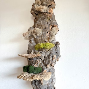 Floating Forest Art Gift, Moss on Cork Bark Natural Wall Decor ...