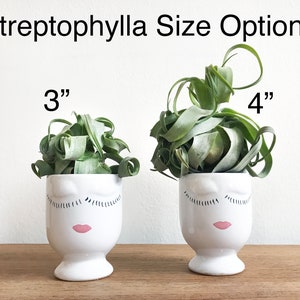 Face Planter Pot, Cute Head Cache, Fun Ceramic Vase, Celfie Small ...