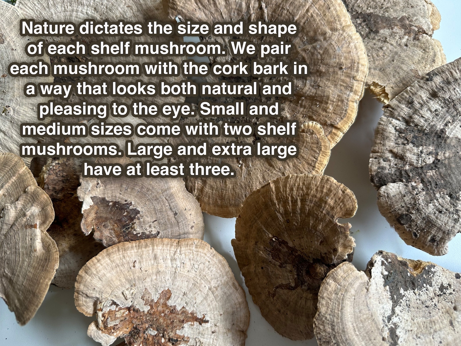 Floating Forest Art Gift, Moss on Cork Bark Natural Wall Decor ...