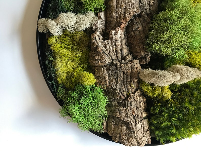 Round Moss Wall Art Wall Hang Preserved Moss & Cork Bark - Etsy