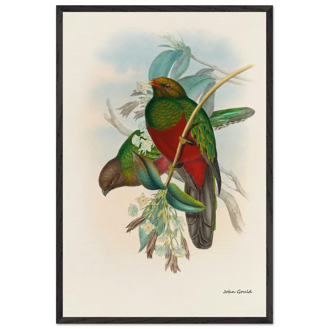 John Gould's Family of Trogons Plate 14 Wood Framed Tropical Bird Wall ...