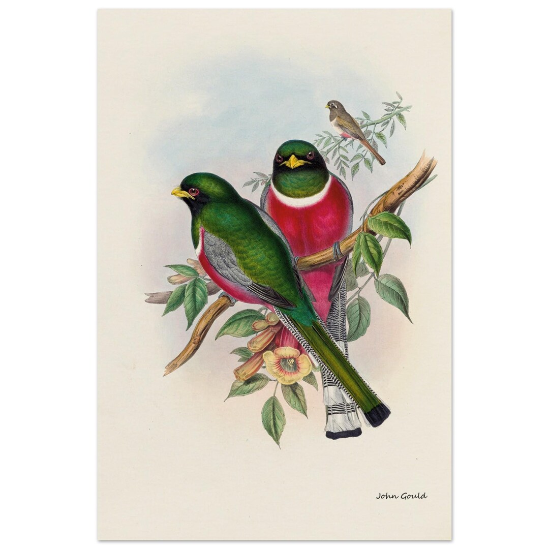 John Gould's Family of Trogons Plate 16 Tropical Bird Wall Art | Museum ...