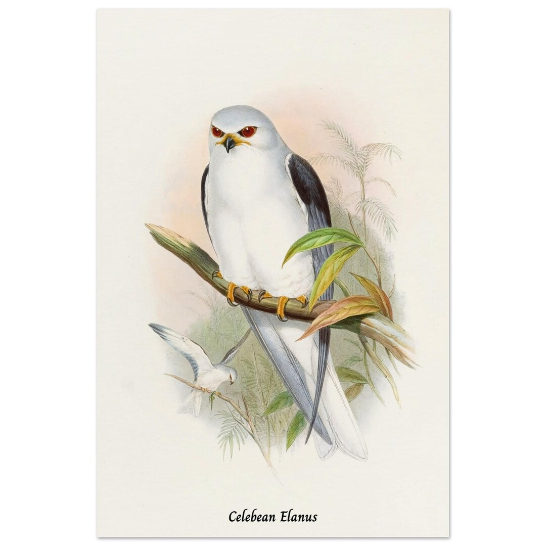 John Gould's "celebean Elanus" Vintage Ornithology Wall Art Print - Etsy