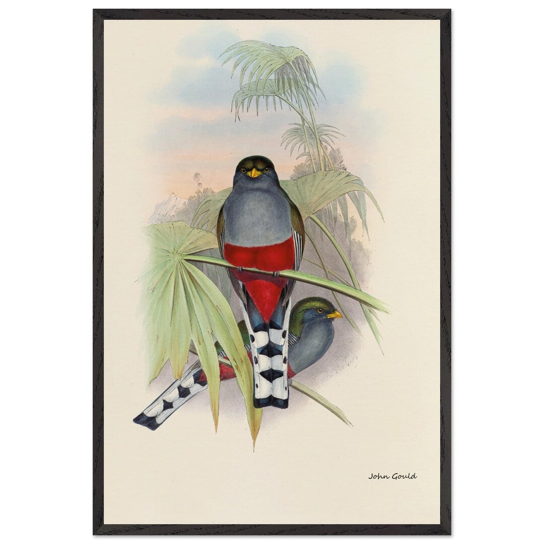 John Gould's Family of Trogons Plate 10 Wood Framed Tropical Bird Wall ...