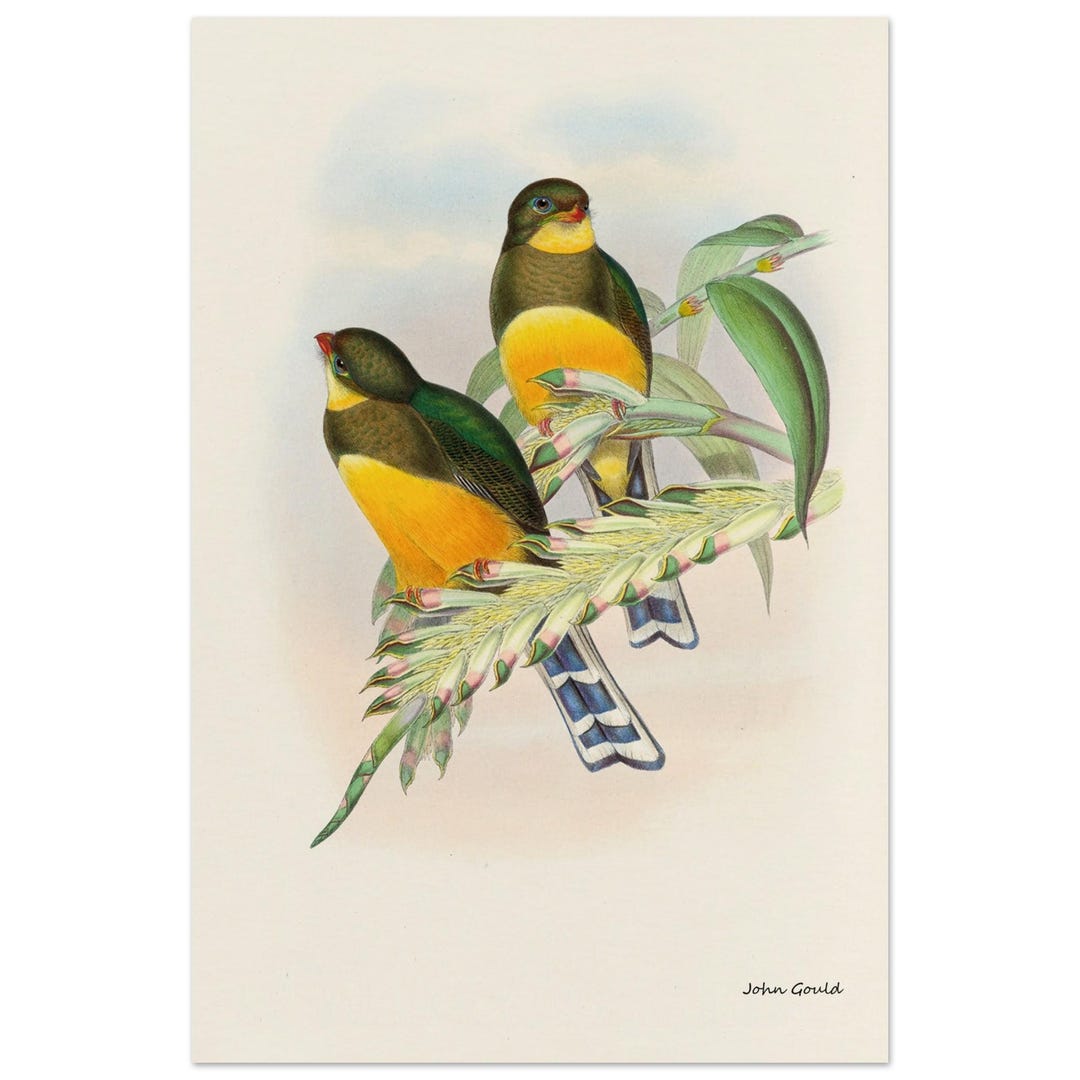 John Gould's Family of Trogons Plate 25 Tropical Bird Wall Art | Museum ...