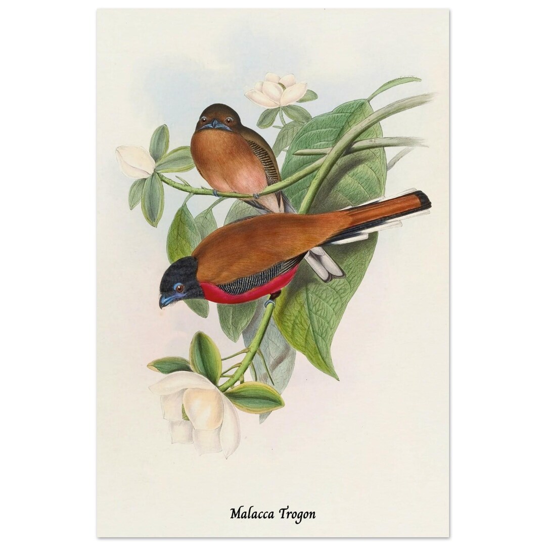 John Gould's "malacca Trogon" (malabar Trogon) Ornithology Print Exotic ...