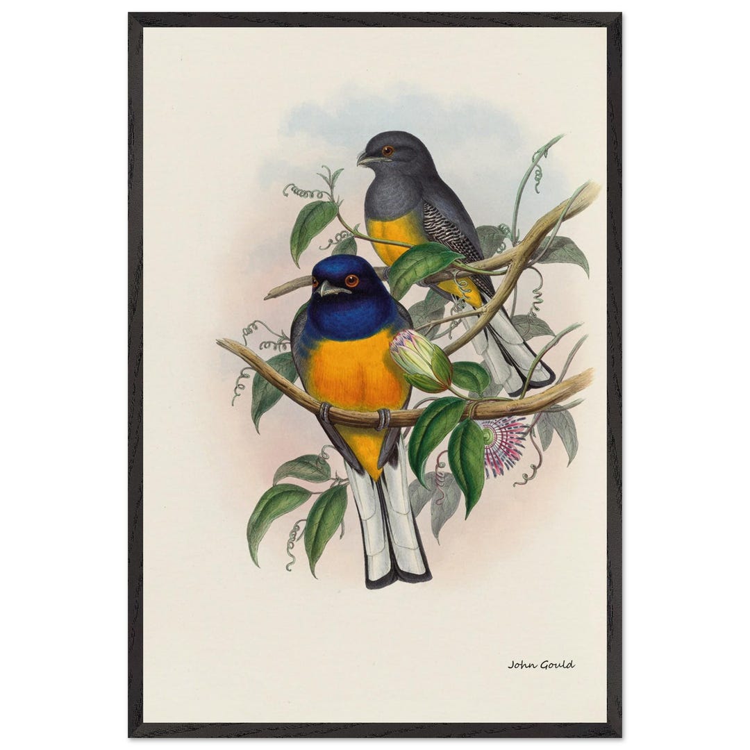 John Gould's Family of Trogons Plate 18 Wood Framed Tropical Bird Wall ...