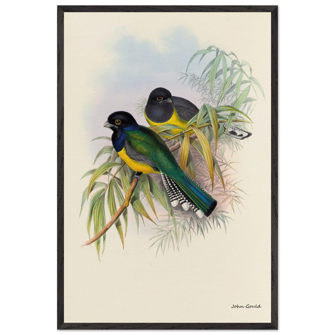 John Gould's Family of Trogons Plate 09 Wood Framed Tropical Bird Wall ...
