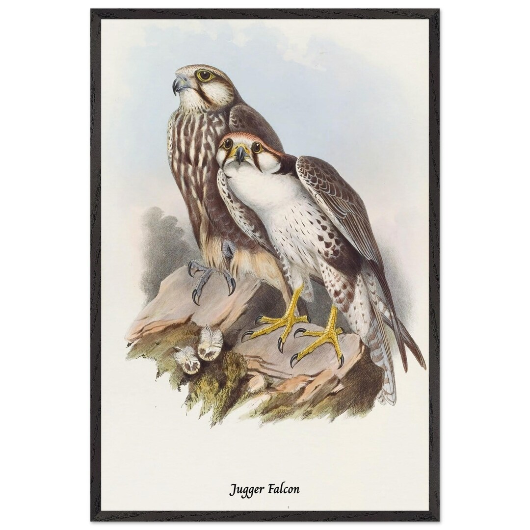 John Gould's "jugger Falcon" (laggar Falcon) Vintage Ornithology Wooden ...