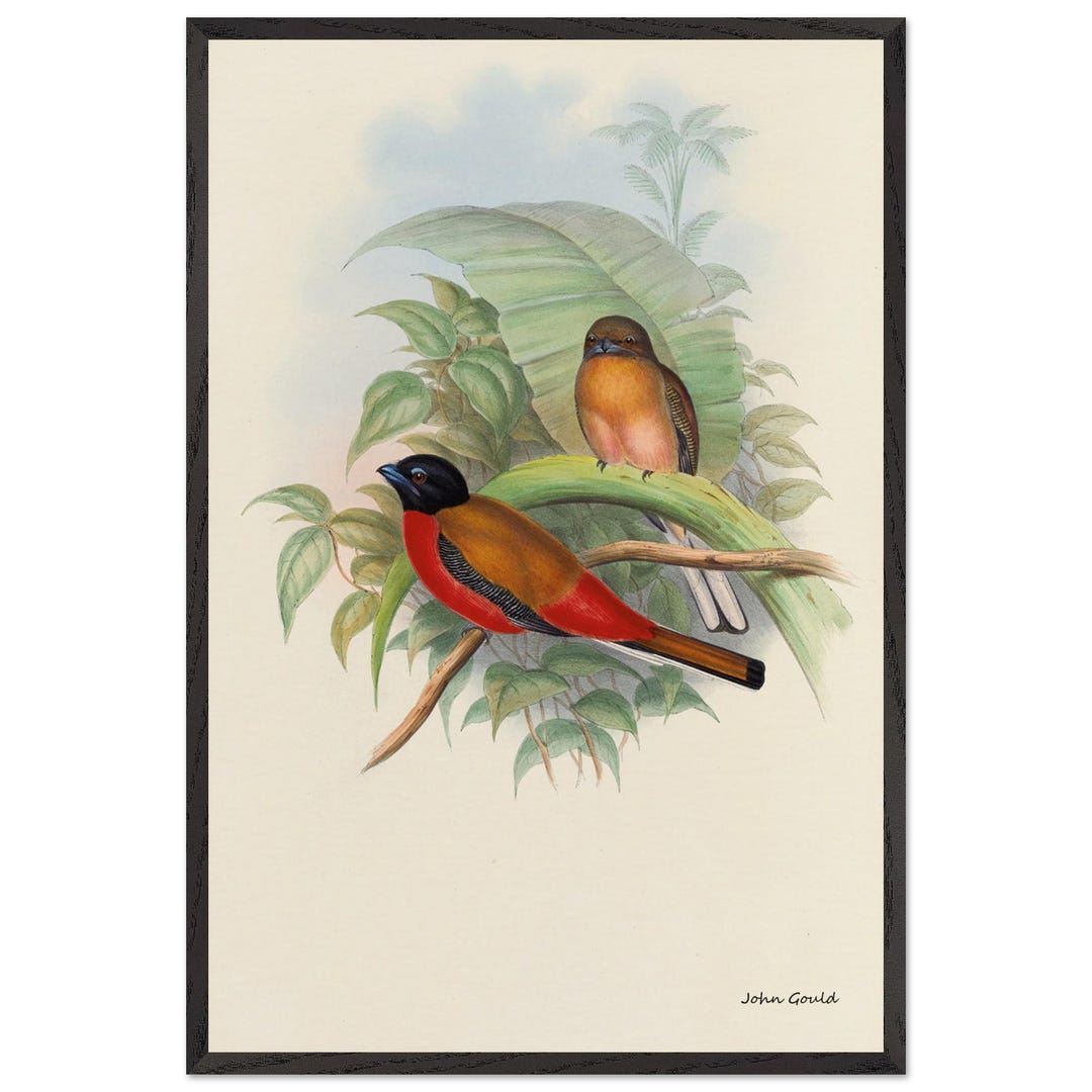 John Gould's Family of Trogons Plate 12 Wood Framed Tropical Bird Wall ...