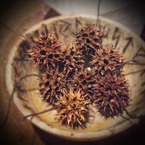 Witchs Burrs - Etsy