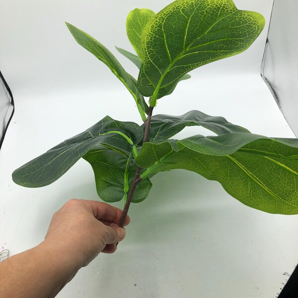 Fiddle Leaf Fig Tree - Etsy
