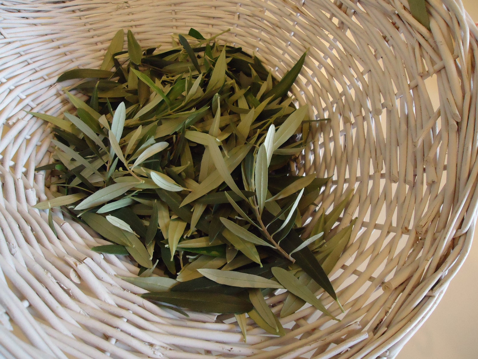 500 + Fresh Organic Olive Tree Leaves. Arizona Grown. Ships in USA Only ...