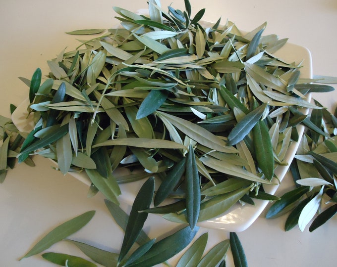 500 + Fresh Organic Olive Tree Leaves. Arizona Grown. Ships in USA Only ...