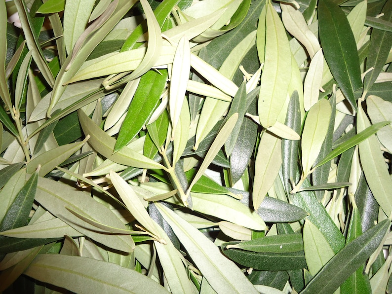 500 + Fresh Organic Olive Tree Leaves. Arizona Grown. Ships in USA Only ...