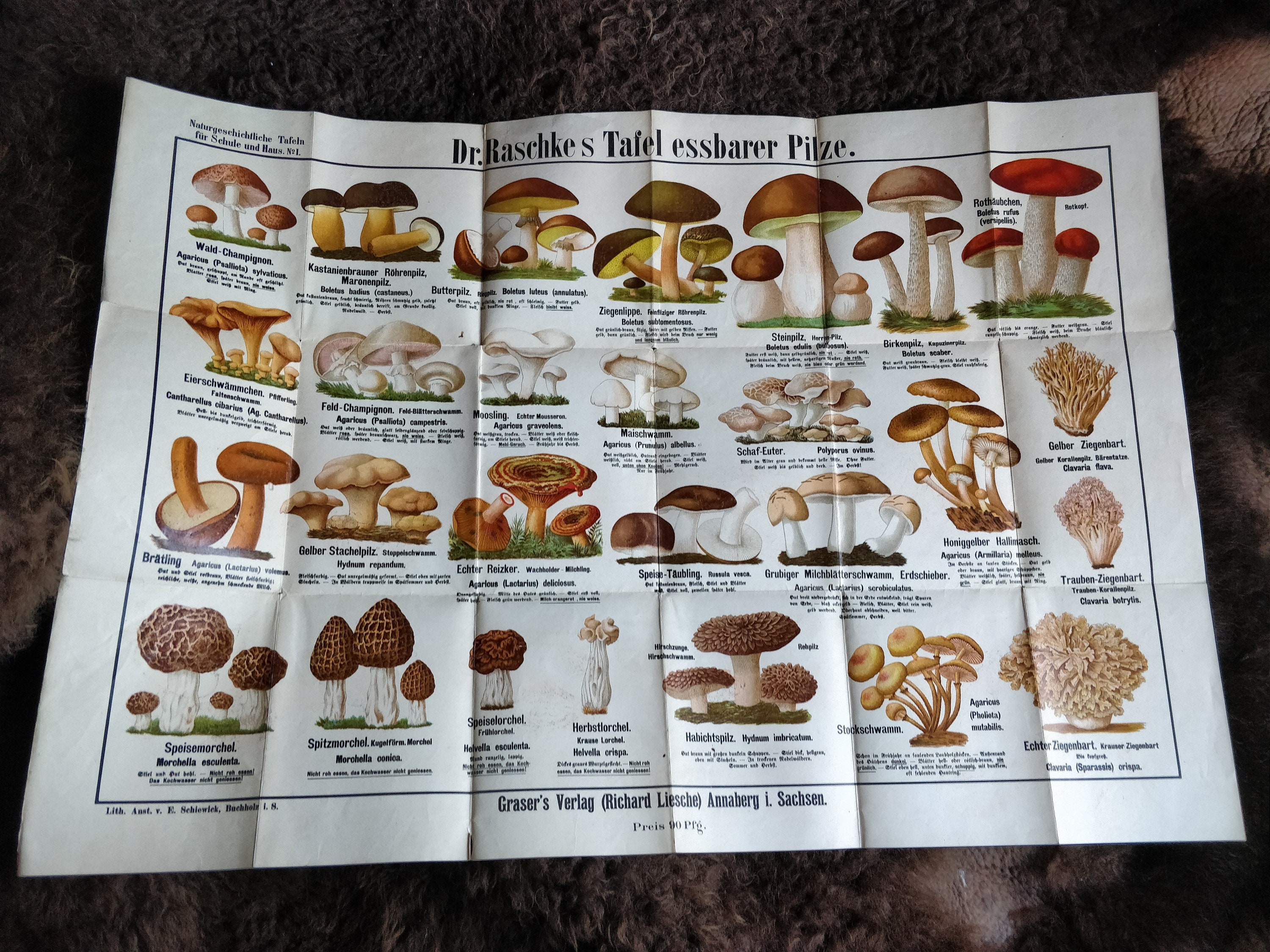 Antique Mushroom Chart School Room Poster Eatable Funghi Ca | Etsy