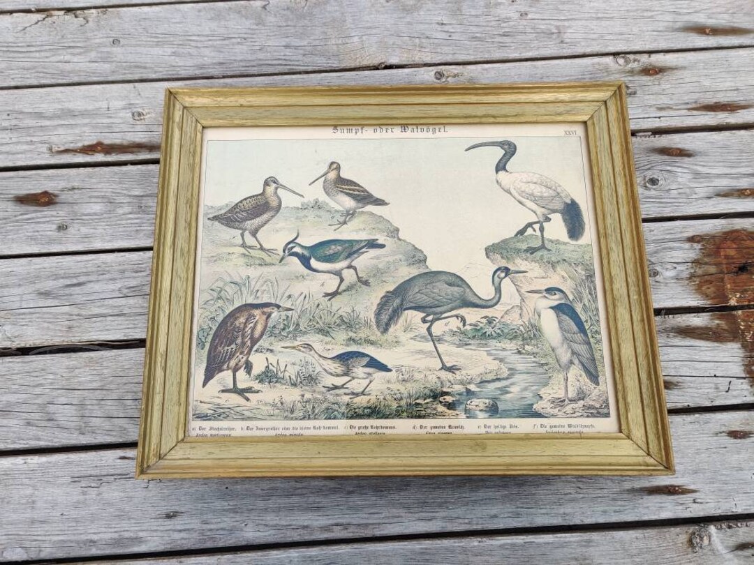 Vintage Framed Antique Bird Print, 1900s Birds Picture - Etsy