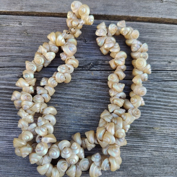 Trochus Shell - Etsy