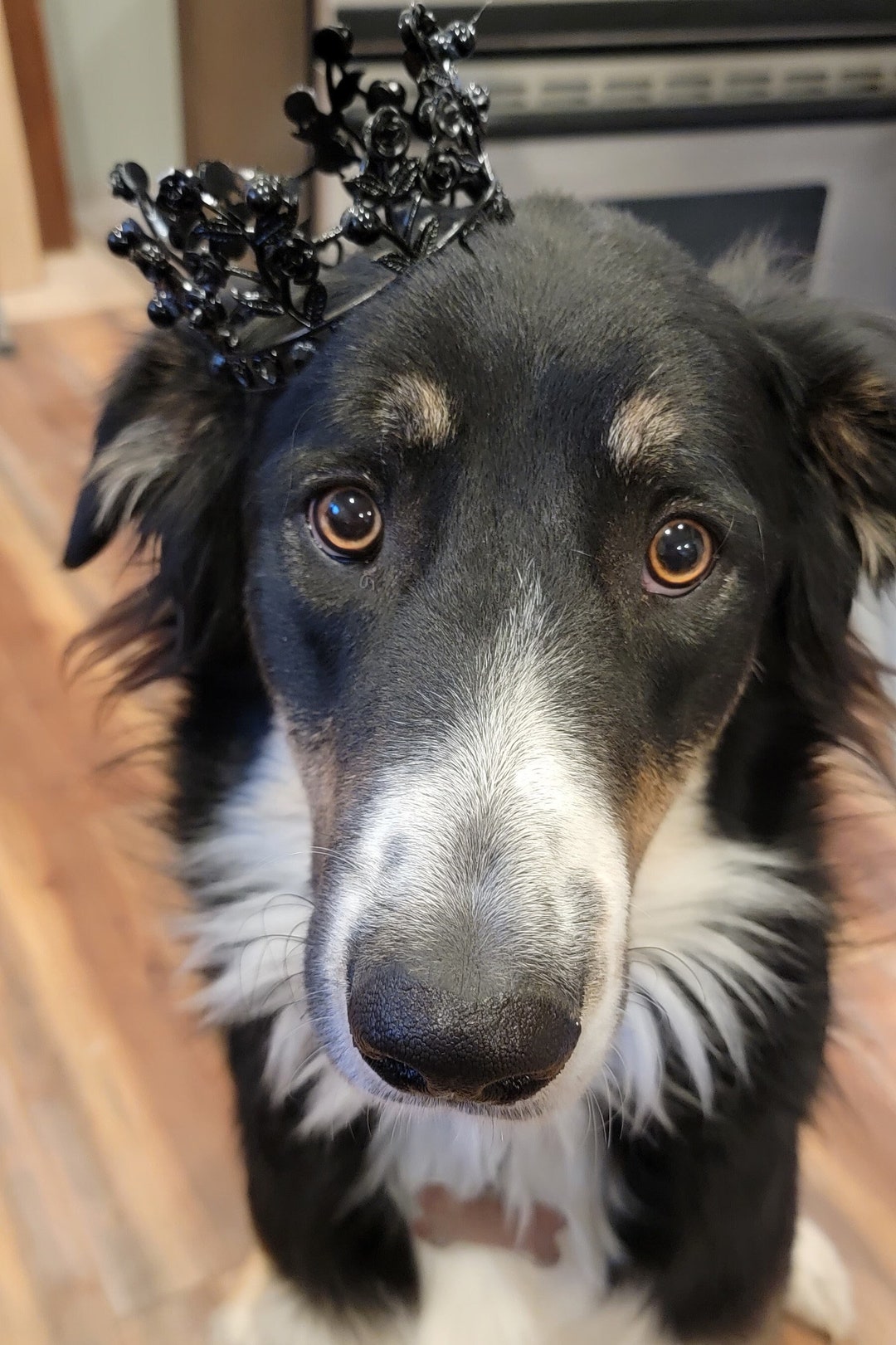 Pet Crowns, Mini Crowns, Tiaras, Head Pieces, Head Bands, Dogs, Cats ...