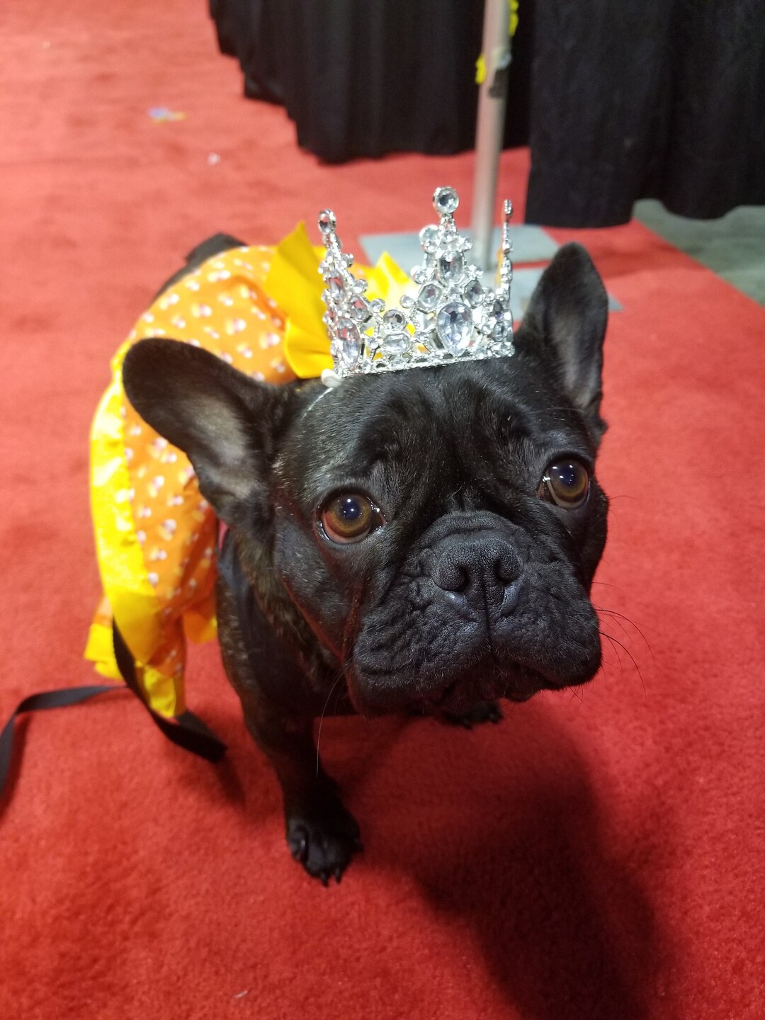 Pet Crowns Mini Crowns Tiaras Head Pieces Head Bands - Etsy