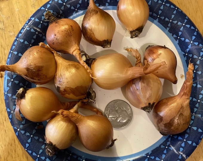 10 Potato Onions Perennial. - Etsy