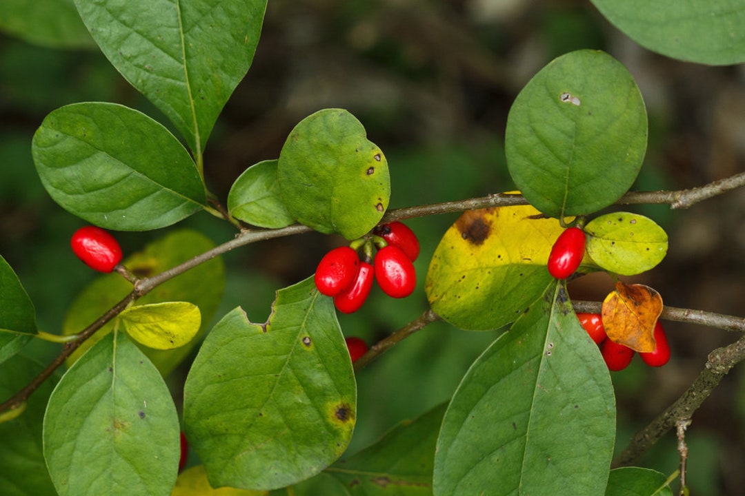 1 Spicebush QUART - Etsy