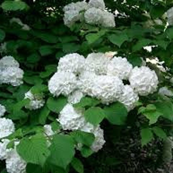 Snowball Bush - Etsy