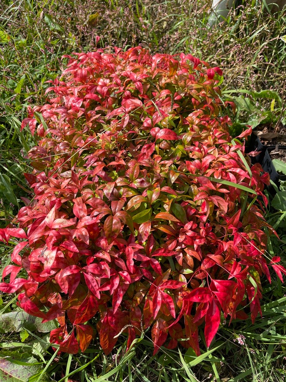 Dwarf Nandina