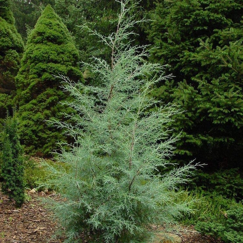 Dwarf Cypress - Etsy