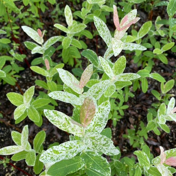 Dappled Willow Tree - Etsy