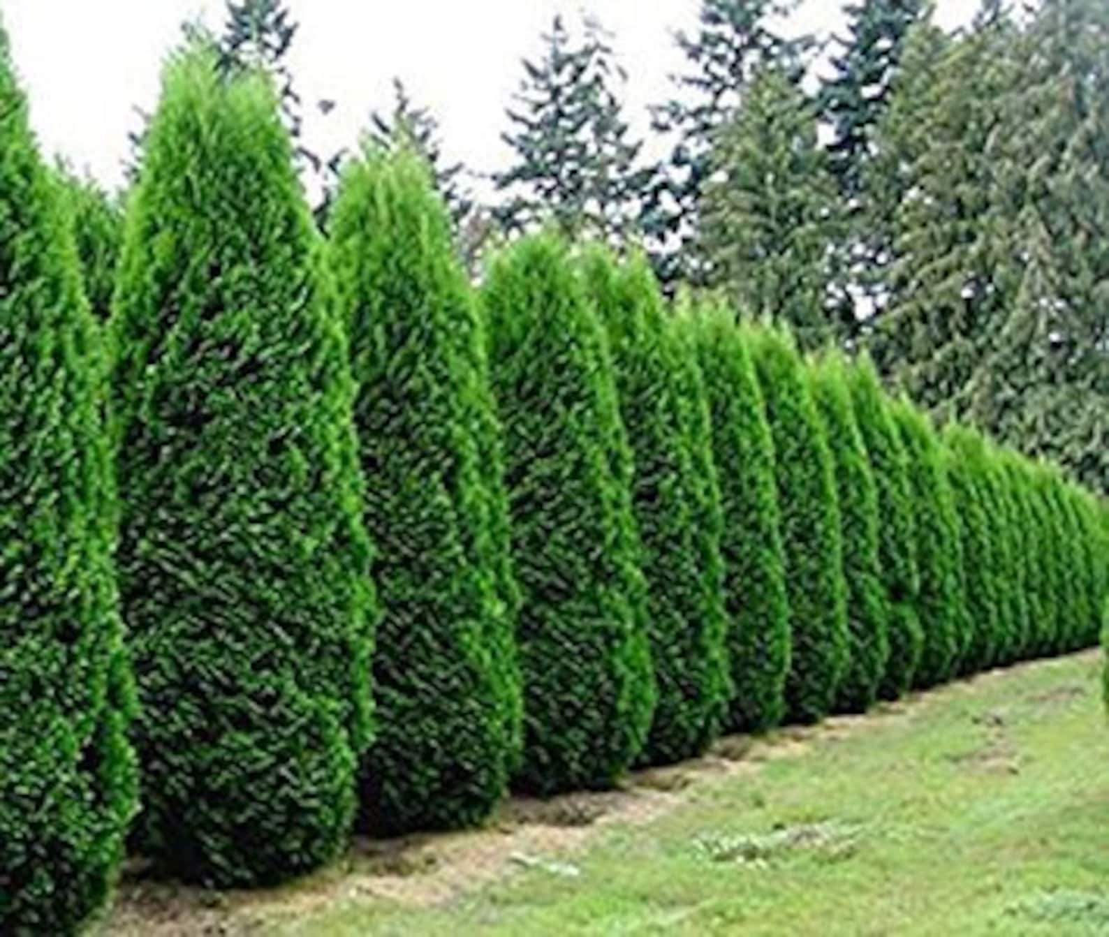 5 Green Giant Arborvitae 2 1/2 Pot - Etsy