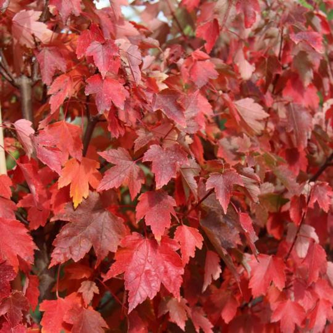 1 Sun Valley Red Maple Quart - Etsy