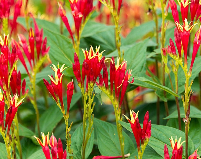 5 Indian Pink Bareroot spigelia Marilandica - Etsy