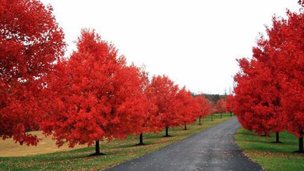 1 Sun Valley Red Maple Quart - Etsy