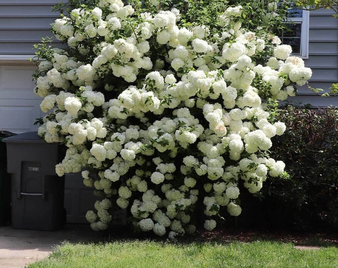 1 Common Snowball Bush QUART - Etsy