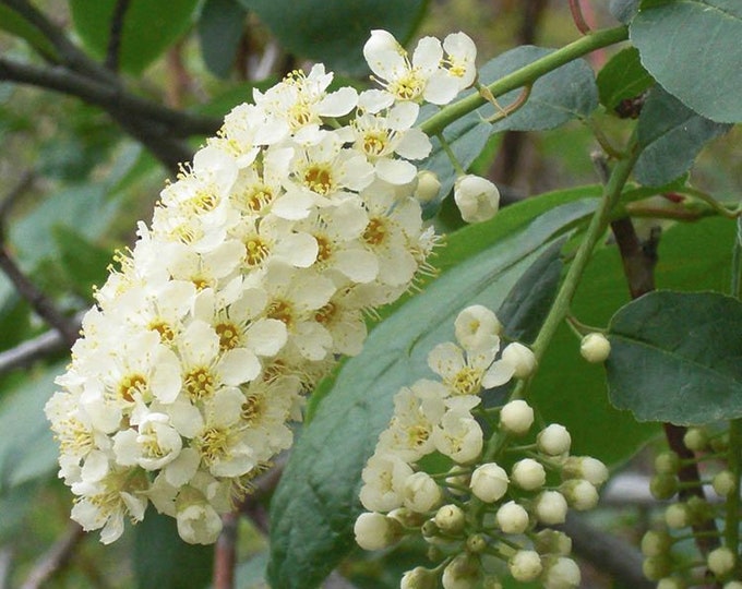 Chokecherry Tree Seeds prunus Virginiana 25seeds - Etsy