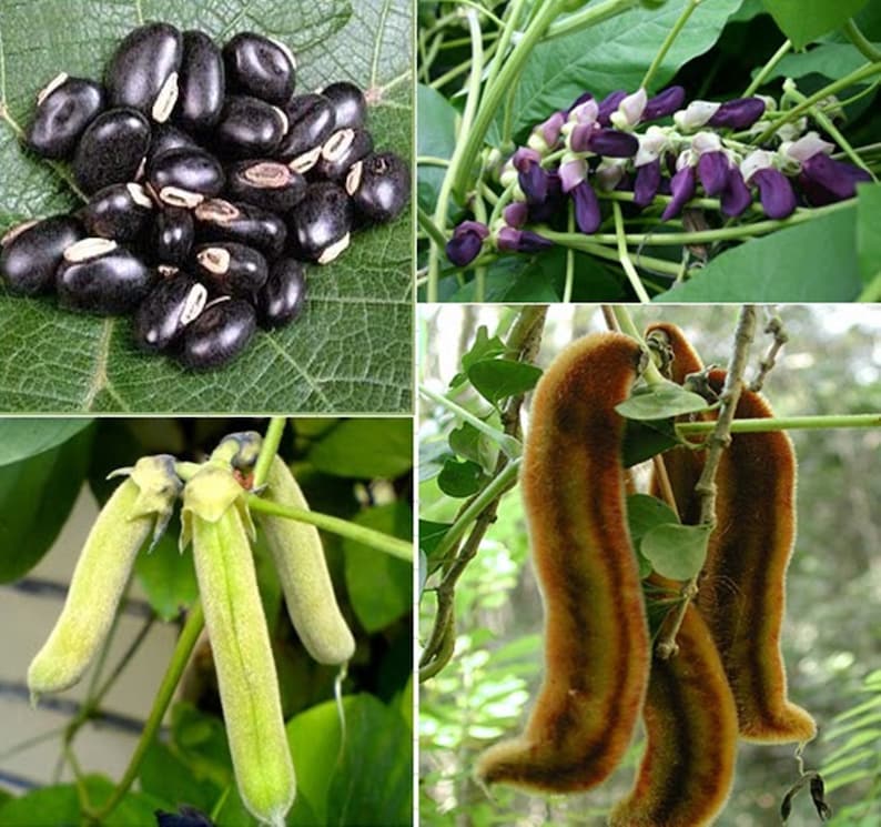 Mucuna Pruriens Velvet Bean Cowitch Raw Black Florida velvet | Etsy