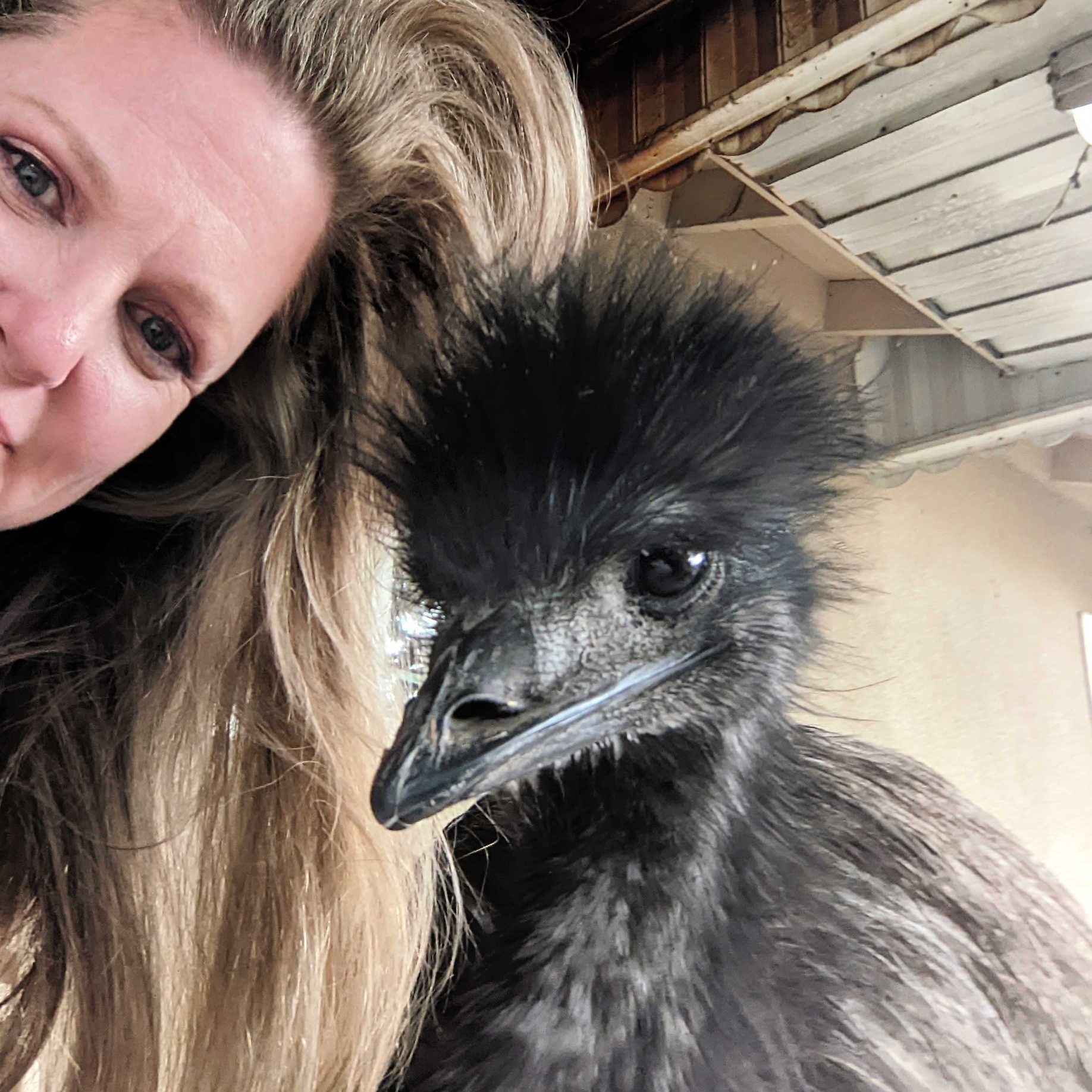 RARE Gift GIGANTIC Easter EGG - Emu Egg Shell - Cruelty Free, Ethically Sustainably Sourced ...