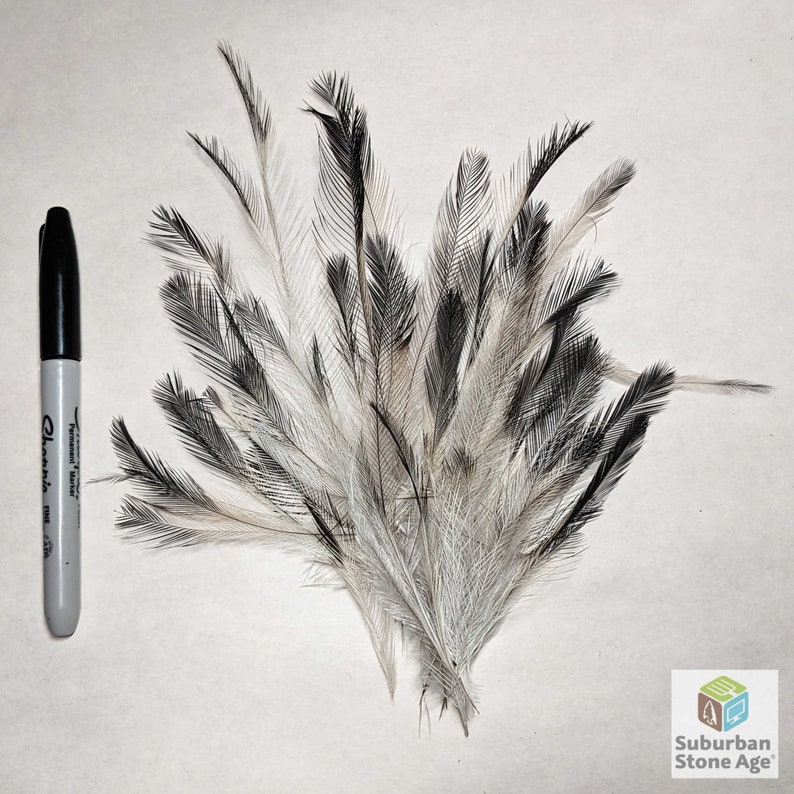 RARE - Emu WING Feathers - Ethically Sourced, Cruelty Free GUARANTEED ...