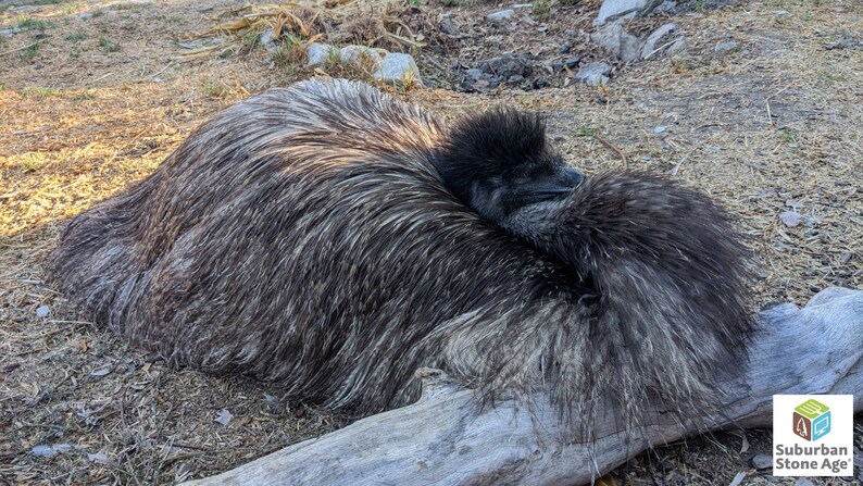 RARE - Emu WING Feathers - Ethically Sourced, Cruelty Free GUARANTEED ...
