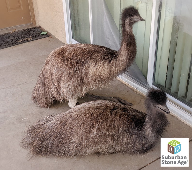 RARE - Emu WING Feathers - Ethically Sourced, Cruelty Free GUARANTEED ...