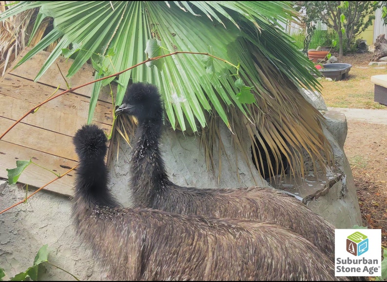 RARE - Emu WING Feathers - Ethically Sourced, Cruelty Free GUARANTEED ...
