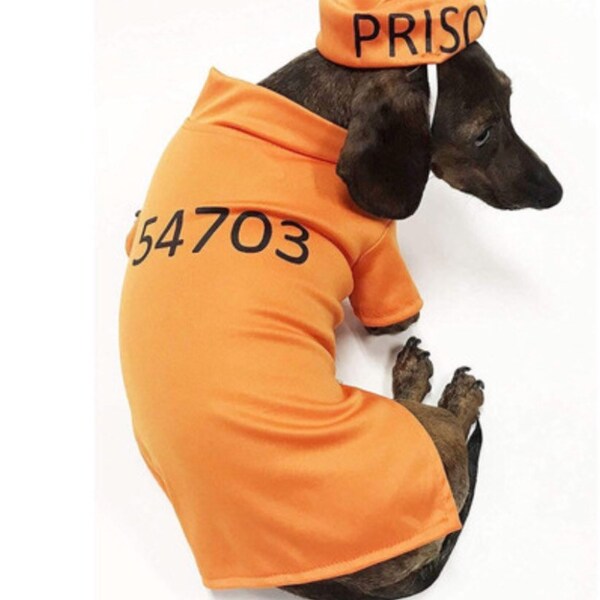 Dog in Costume - Etsy