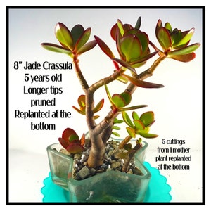 JADE Succulent -bare Roots or Cuttings - JADE Plants Crassula Ovata -money Plant - Color May ...
