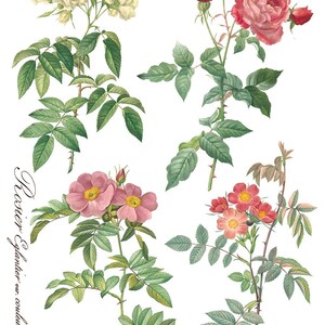 IOD Rose Botanical Rub on Transfer Sheet, Transfers for Crafts, Craft ...
