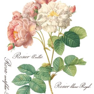 IOD Rose Botanical Rub on Transfer Sheet, Transfers for Crafts, Craft ...