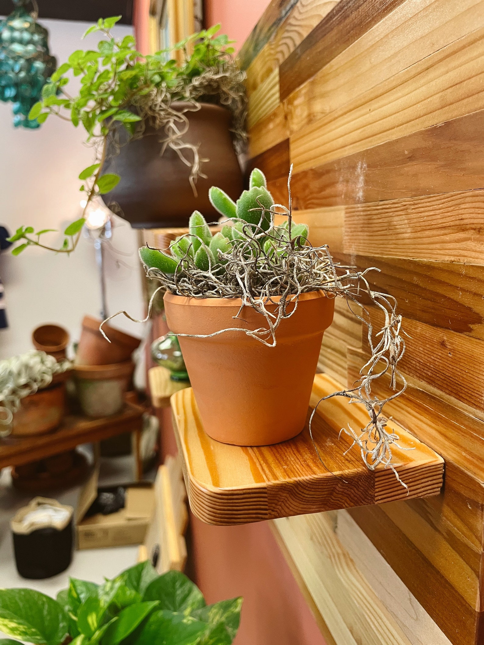 Floating Plant Shelf 24 X 18 Shelving for Walls | Etsy