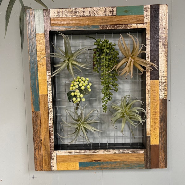 Air Plant Wall - Etsy