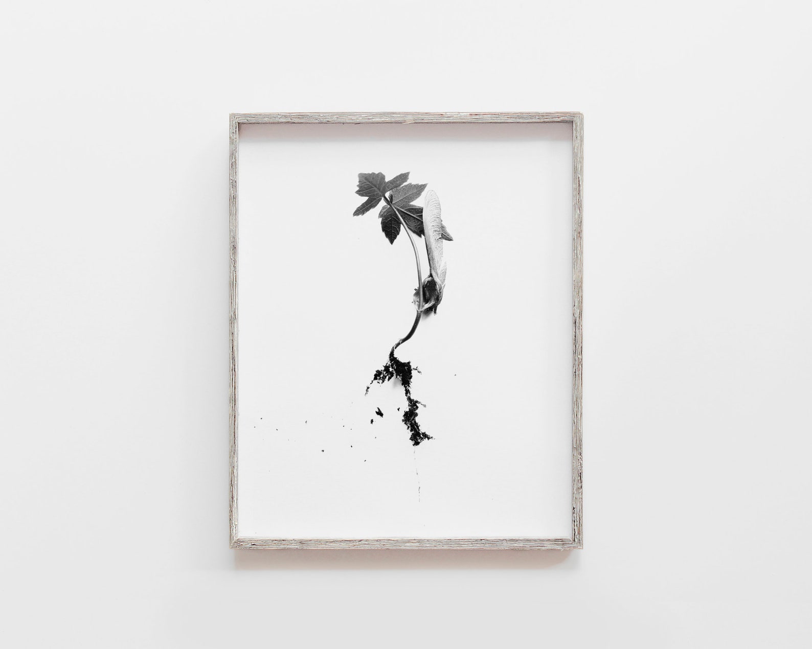 Maple Tree Seedling Print Botanical Print Botanical Decor - Etsy